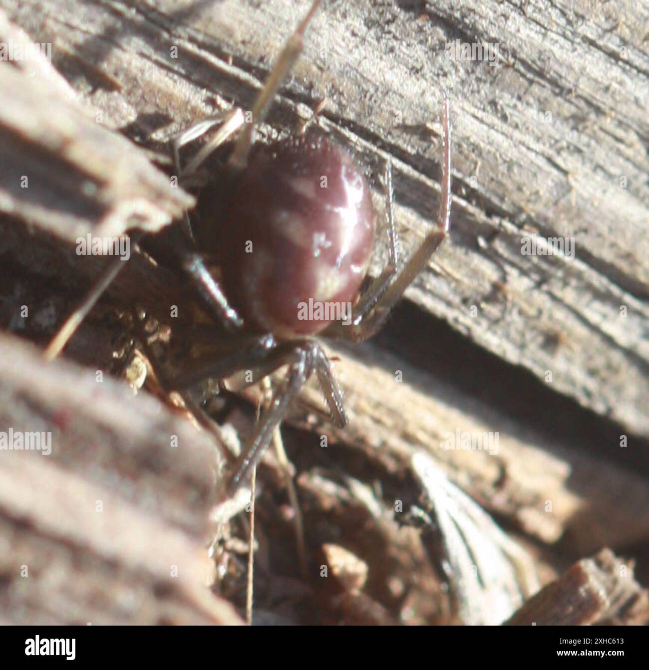 False Black Widow (Steatoda grossa) San Francisco, California, United ...