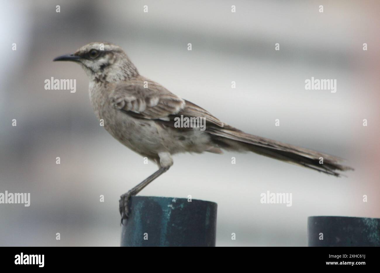 Long-tailed Mockingbird (Mimus longicaudatus) Mira Flores Stock Photo ...