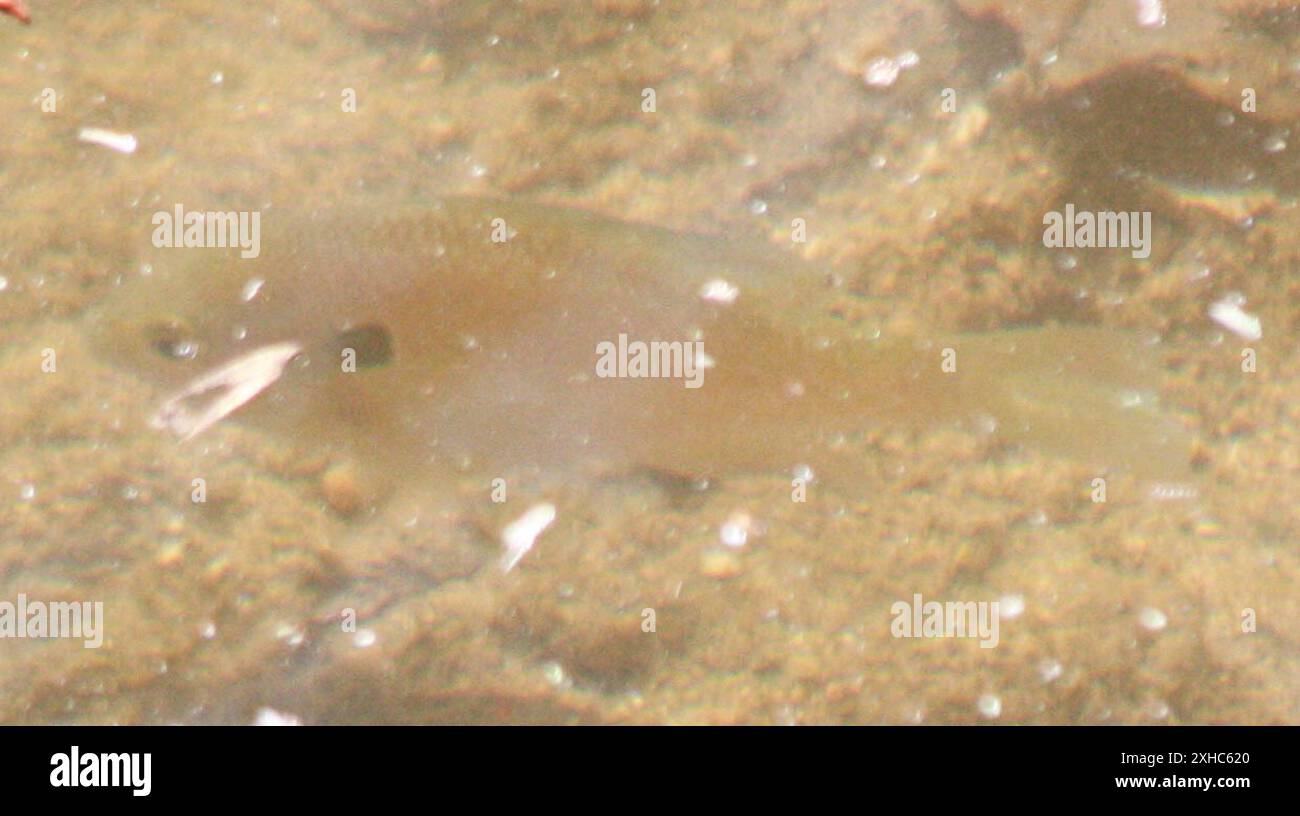 Longear Sunfish Complex (Lepomis megalotis) Austin Boardwalk Stock ...