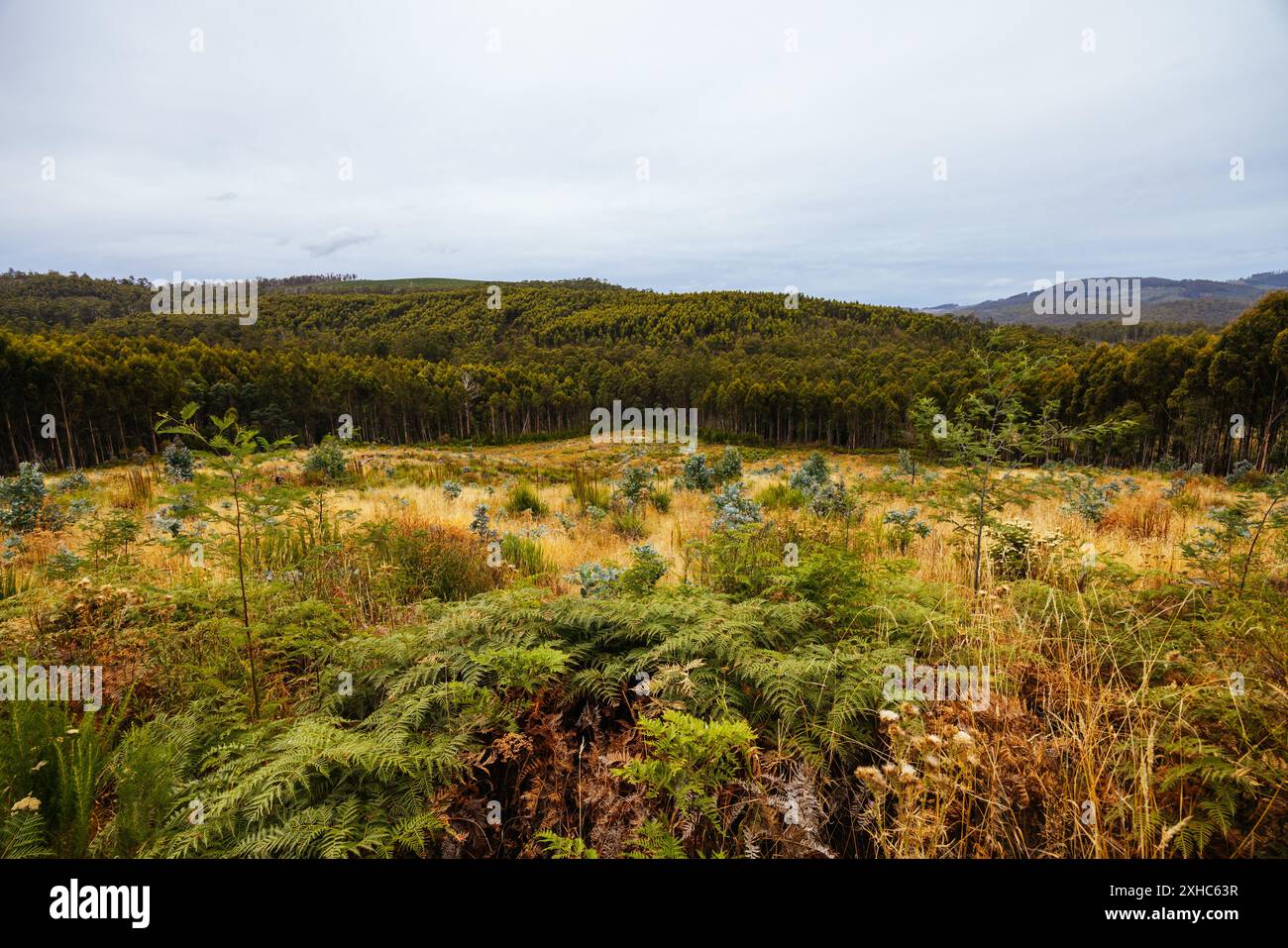 Pine Plantation in Tasmania Australia Stock Photo - Alamy