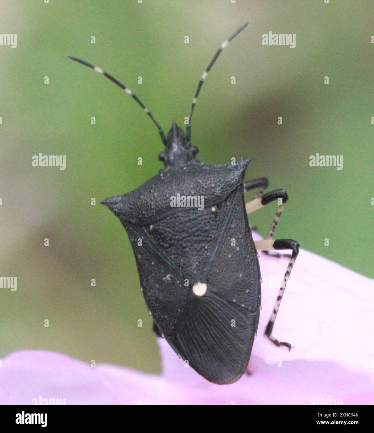 Black Stink Bug (Proxys punctulatus) Crown Point, Louisiana, United ...