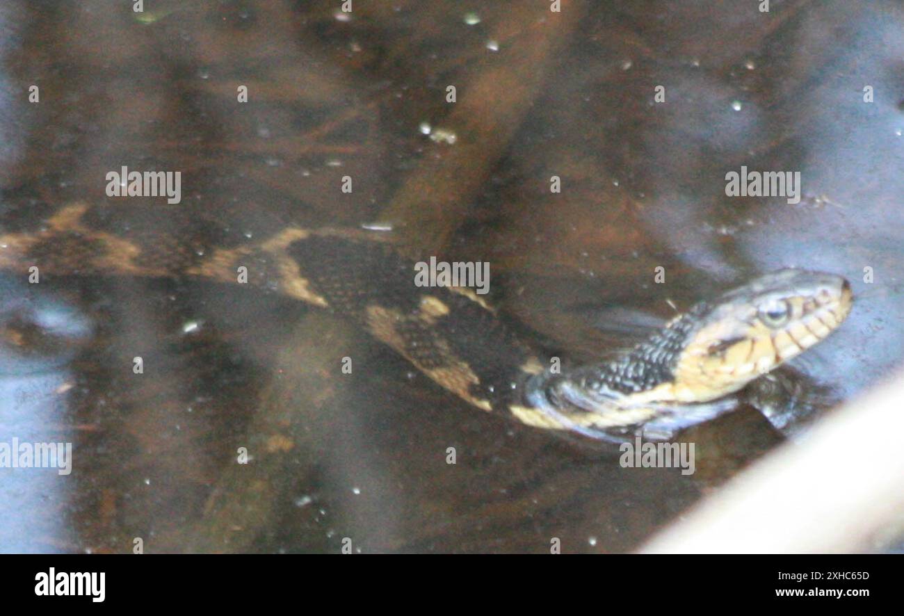 Broad-banded Watersnake (Nerodia fasciata confluens) New Orleans ...