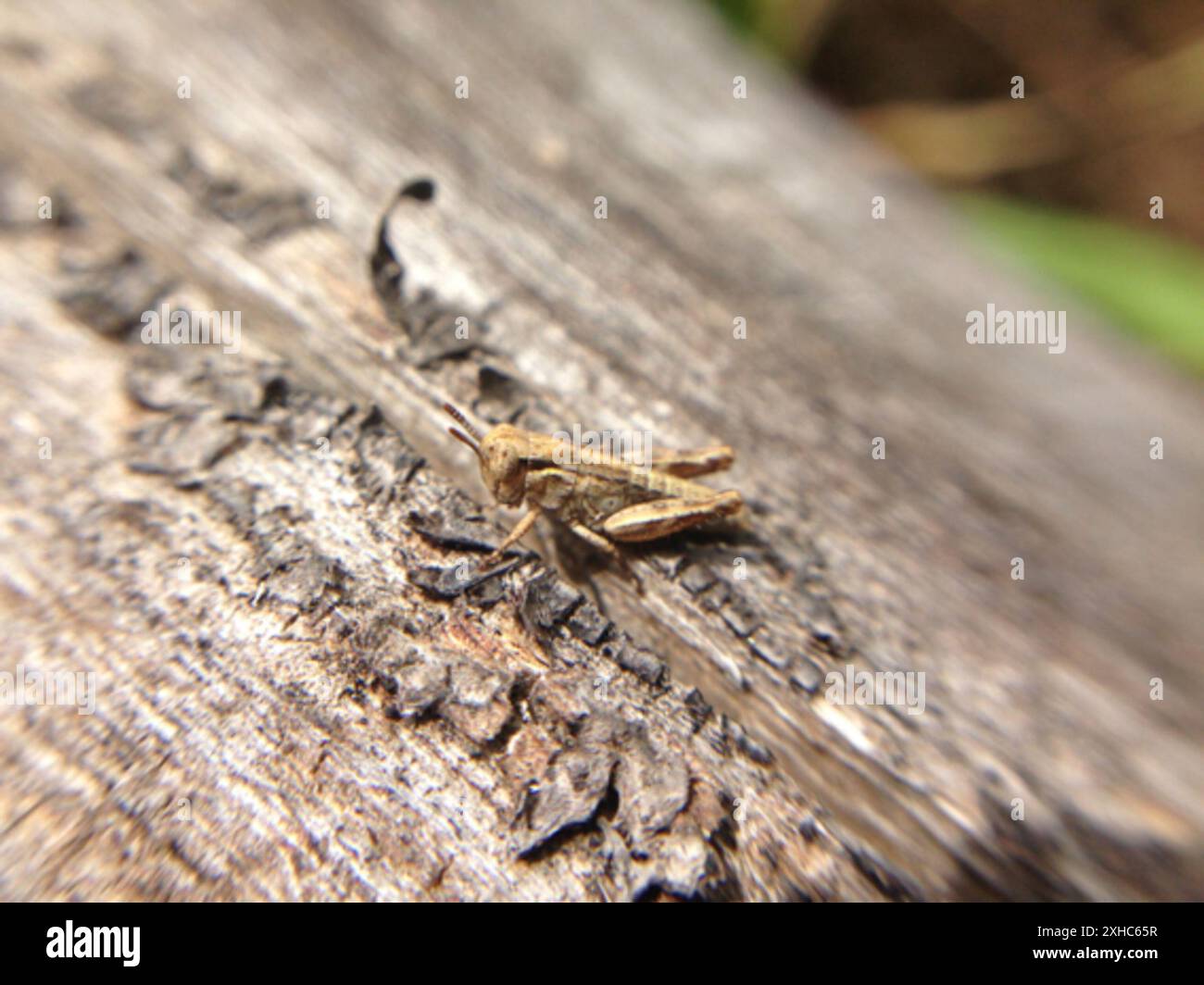 Spur-throated Grasshoppers (Melanoplinae) Herbert Hoover Middle School ...