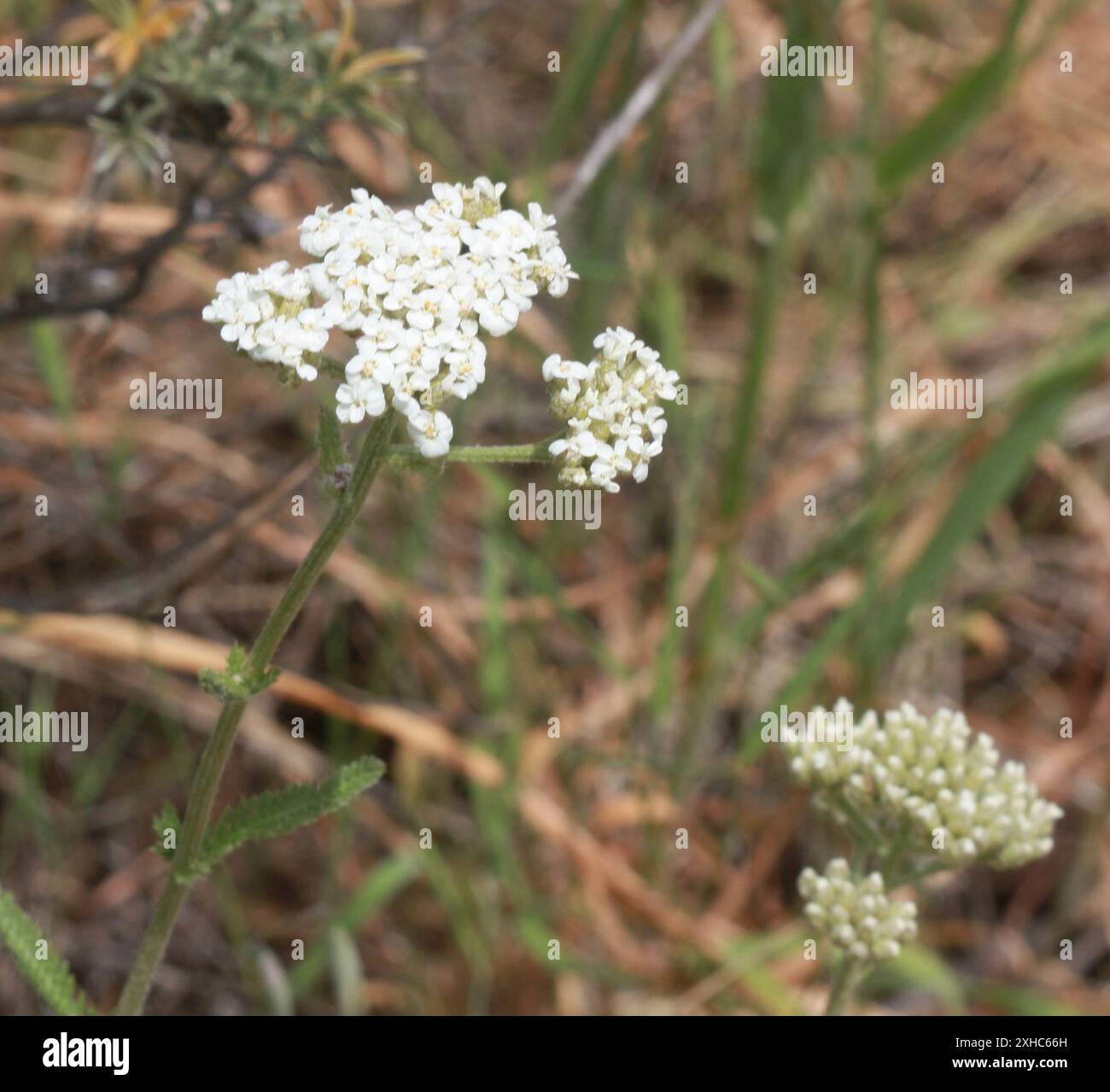 common yarrow (Achillea millefolium) Calistoga, California, United ...