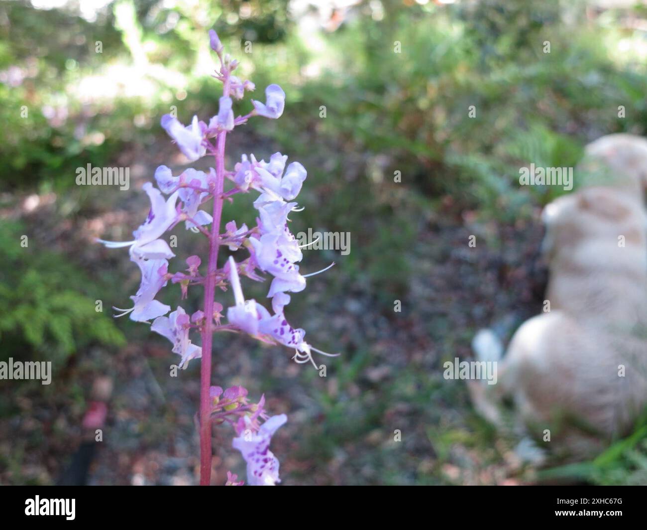 pink fly bush (Plectranthus fruticosus) Strawberry Hill Fern Trail at ...