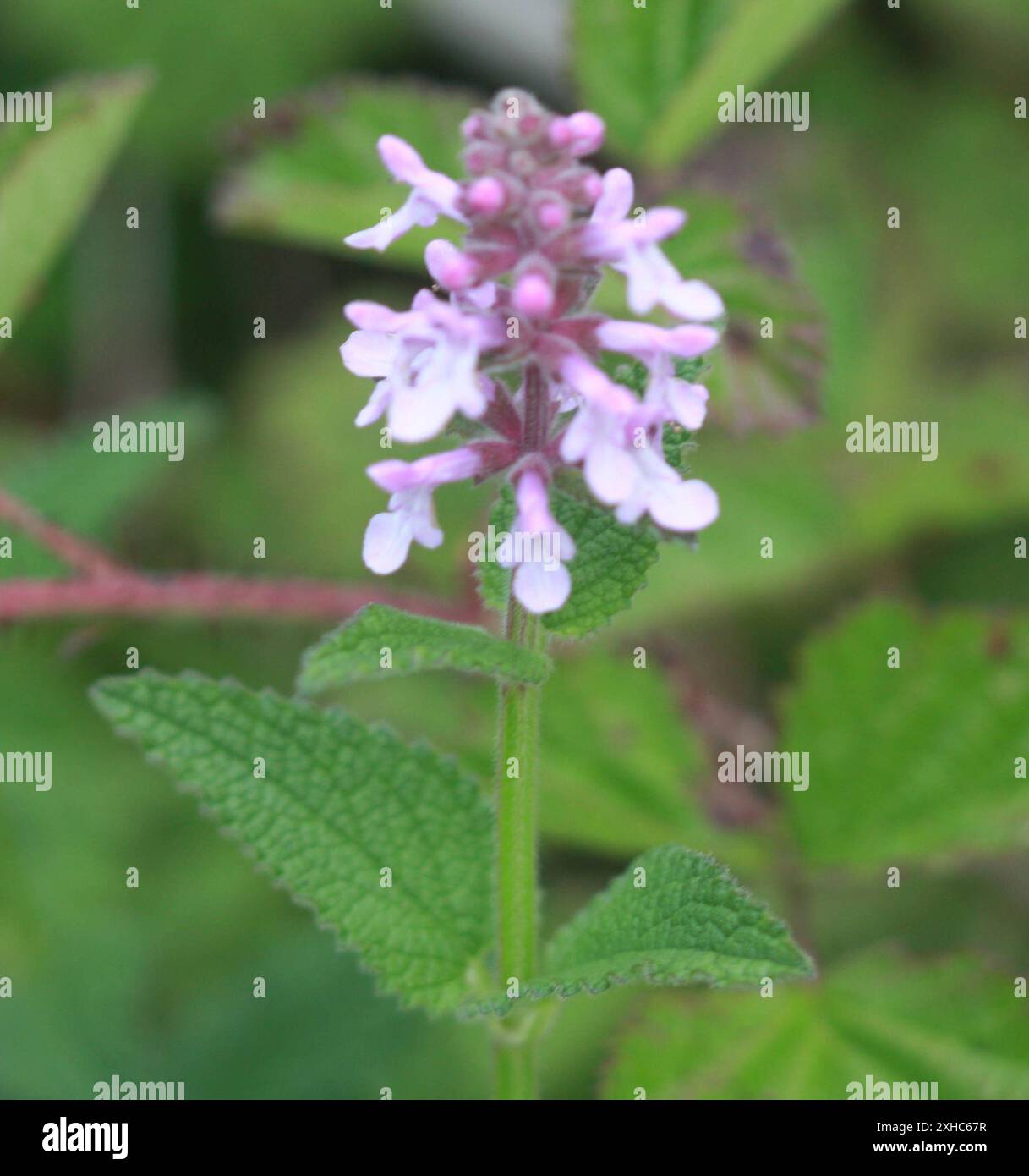 California Hedge Nettle (Stachys bullata) devil's slide pacifica Stock ...