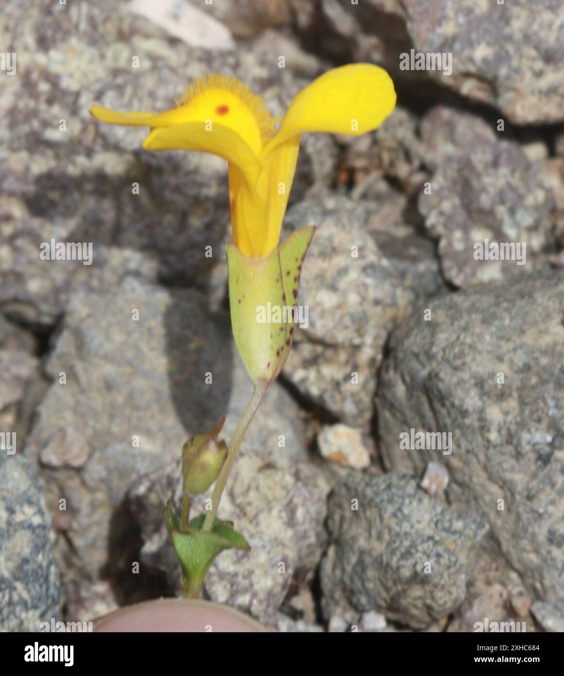 seep monkeyflower (Erythranthe guttata) Calistoga, California, United ...