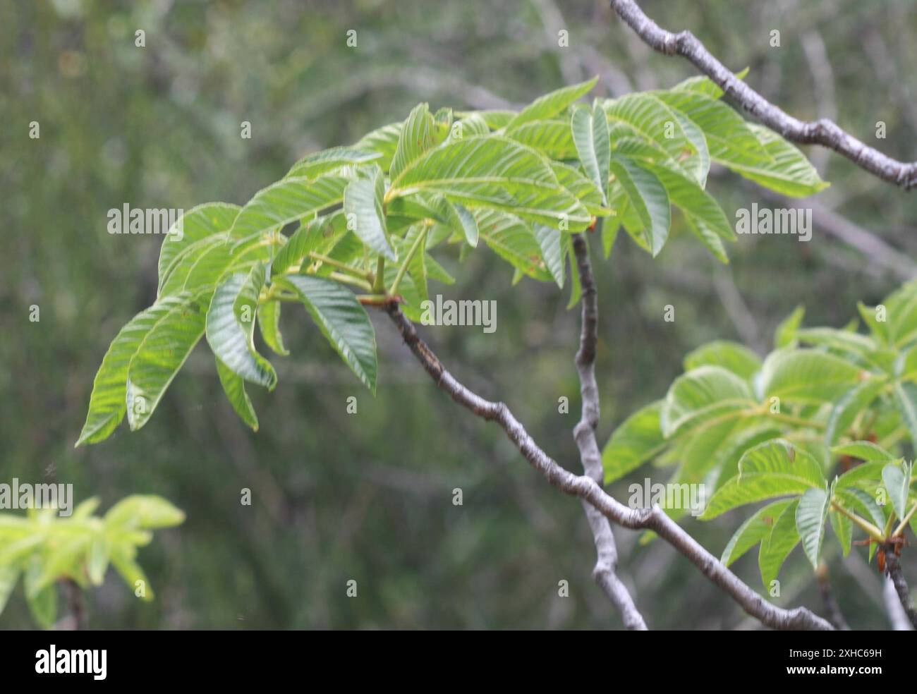 California buckeye (Aesculus californica) Calistoga, California, United ...