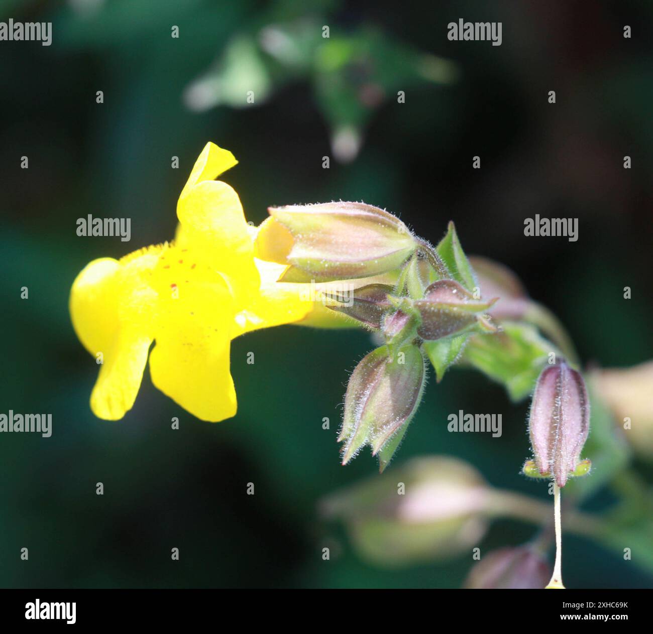 seep monkeyflower (Erythranthe guttata) Daly City, California, United ...