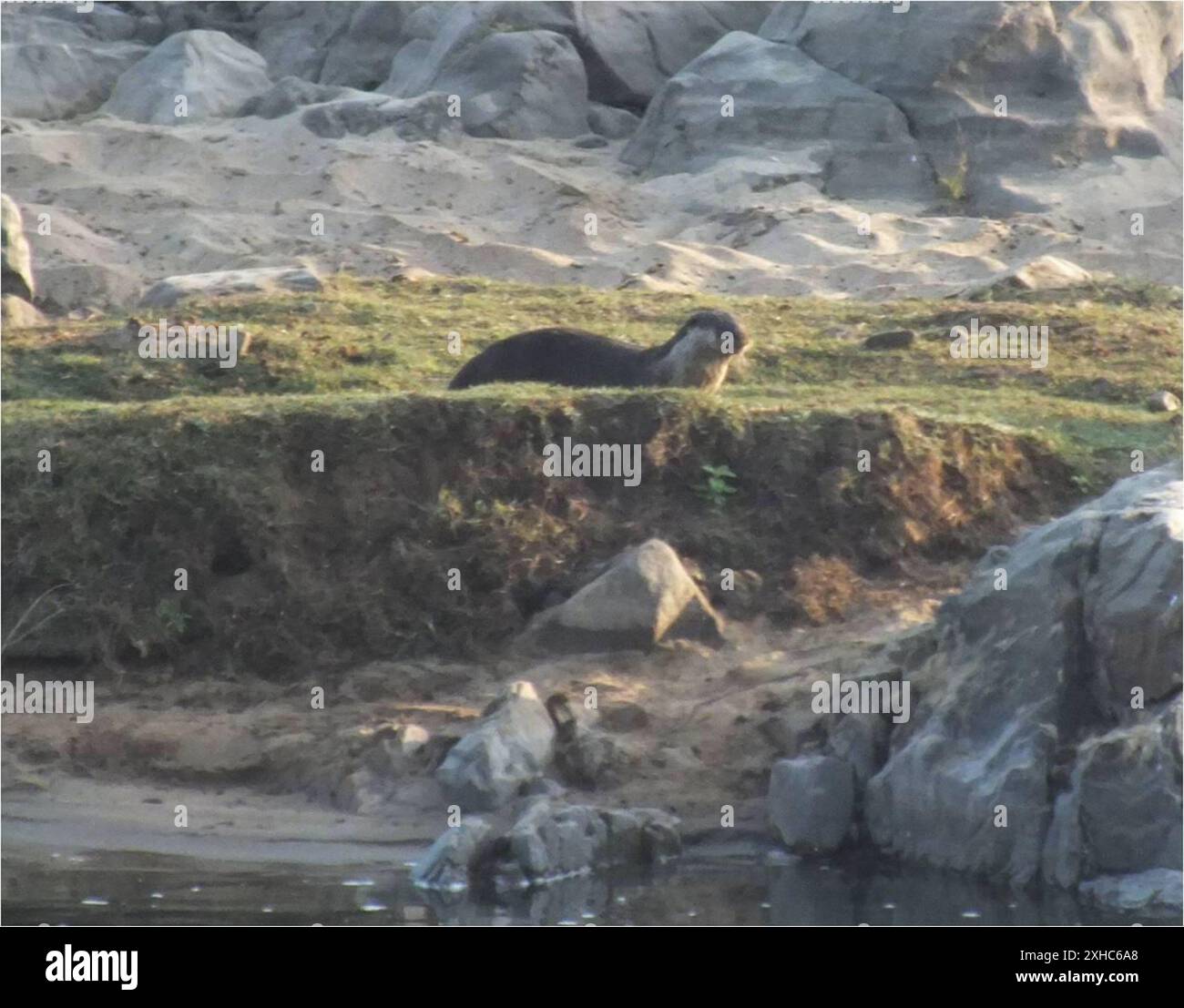Cape Clawless Otter (Aonyx capensis capensis) S25, Kruger National Park ...