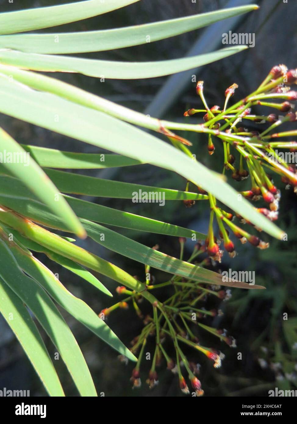 Miniflower Bushiris (Nivenia parviflora) Liggies Trail on Elandsberg in ...