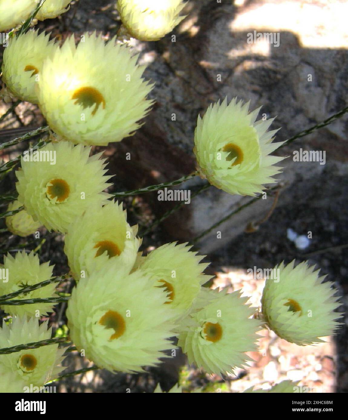 Common Scaly Sewejaartjie (Edmondia sesamoides) Spooknekcircuit in the ...