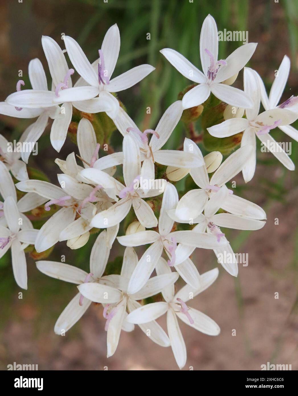 Hairy Plampers (Corymbium villosum) Elandsriver Hike in Dutoitskloof ...
