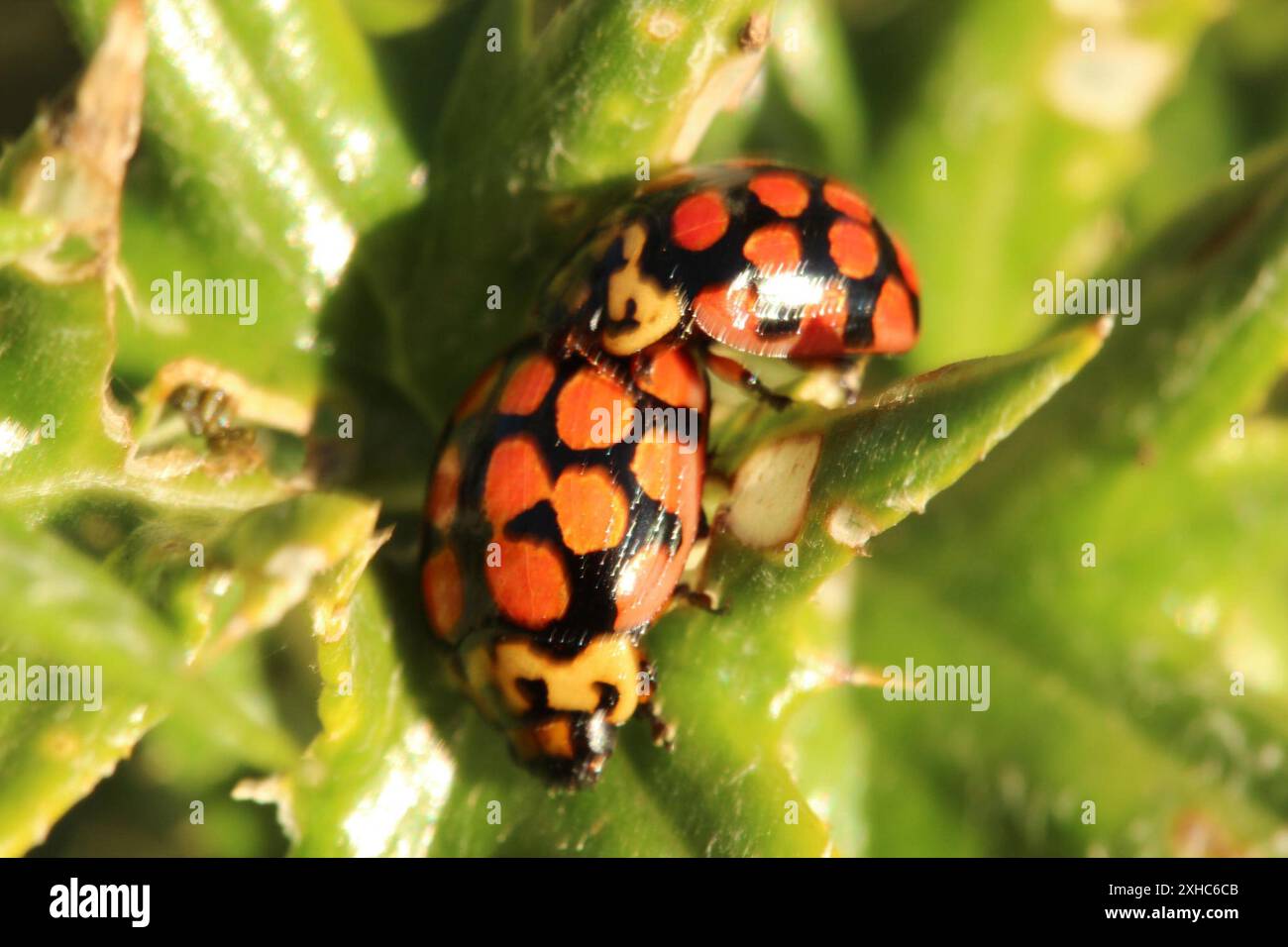 Lunate Lady Beetle (Cheilomenes lunata) 42, Sunbird Cres: On shrubs ...