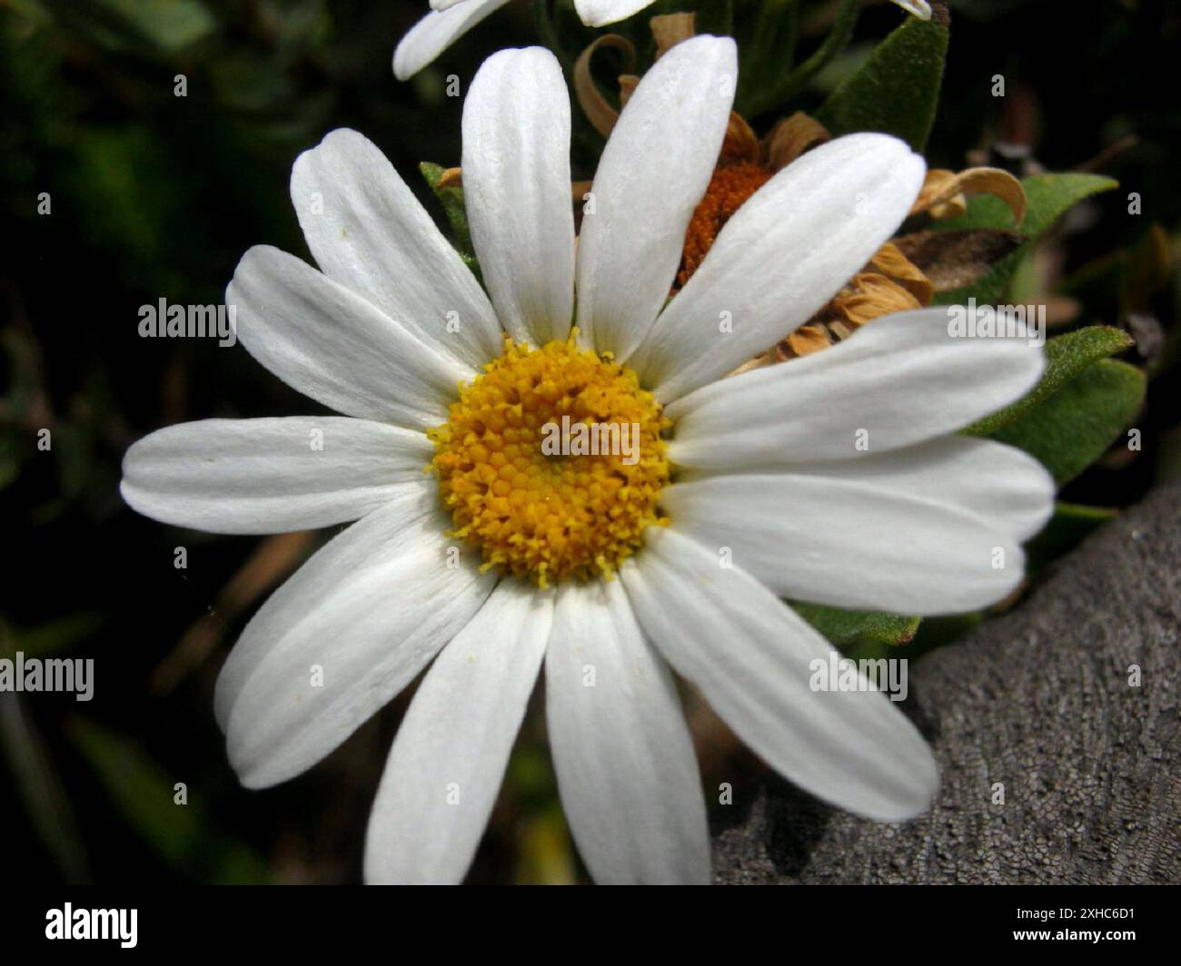 Cape oxeye (Dimorphotheca nudicaulis nudicaulis) Cape Hangklip Stock ...