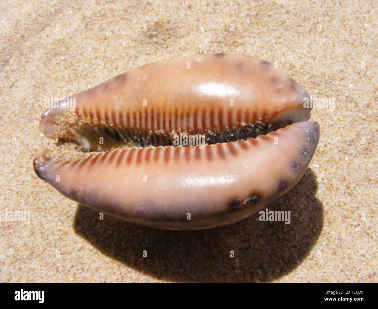 Arabian Cowry (Mauritia arabica) Lighthouse - Island Rock Road, Jangamo: Paindane resort Stock ...