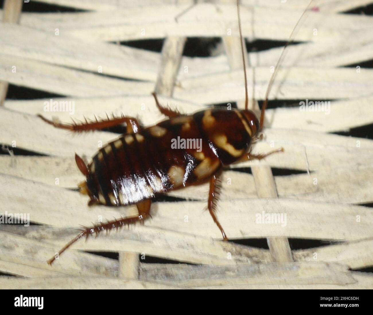 Periplaneta australasiae hi-res stock photography and images - Alamy