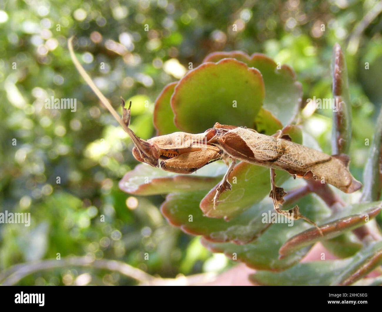 Common Ghost Mantis (Phyllocrania paradoxa) Jakkalsbessie, Malelane ...