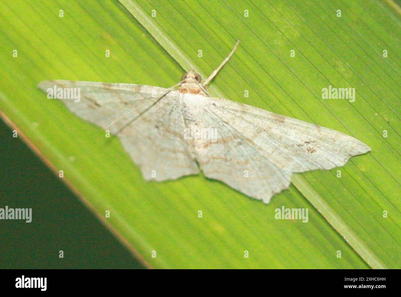 Geometer Moths (Geometridae) Crown Point, Louisiana, United States ...