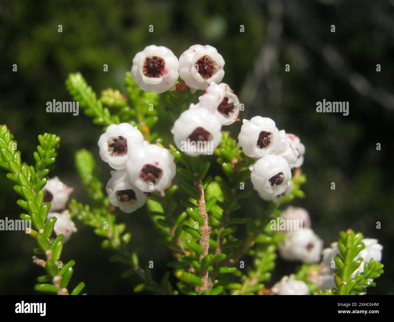 Erica formosa hi-res stock photography and images - Alamy