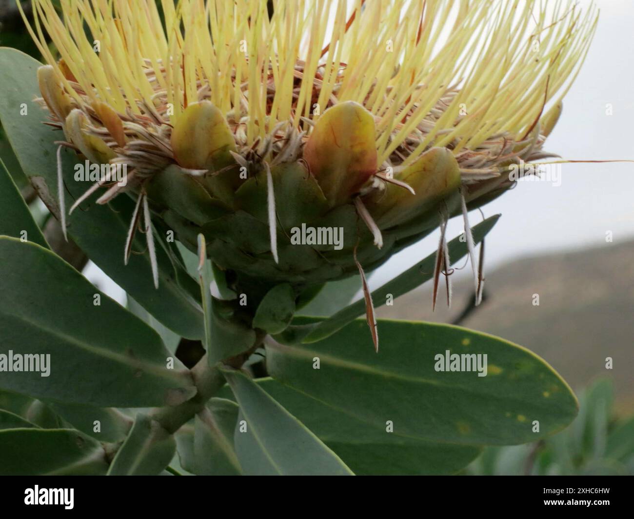 Wagon Tree (Protea nitida) Camferskloof in the Outeniquas: on the Firebreak close to Burnsleigh ...