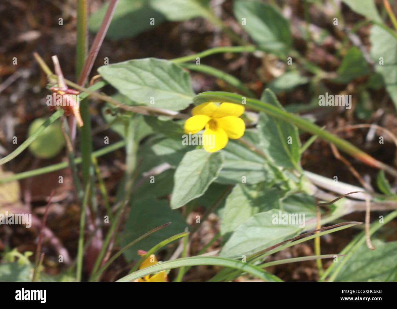Goosefoot violet (Viola purpurea) California, United States Stock Photo ...