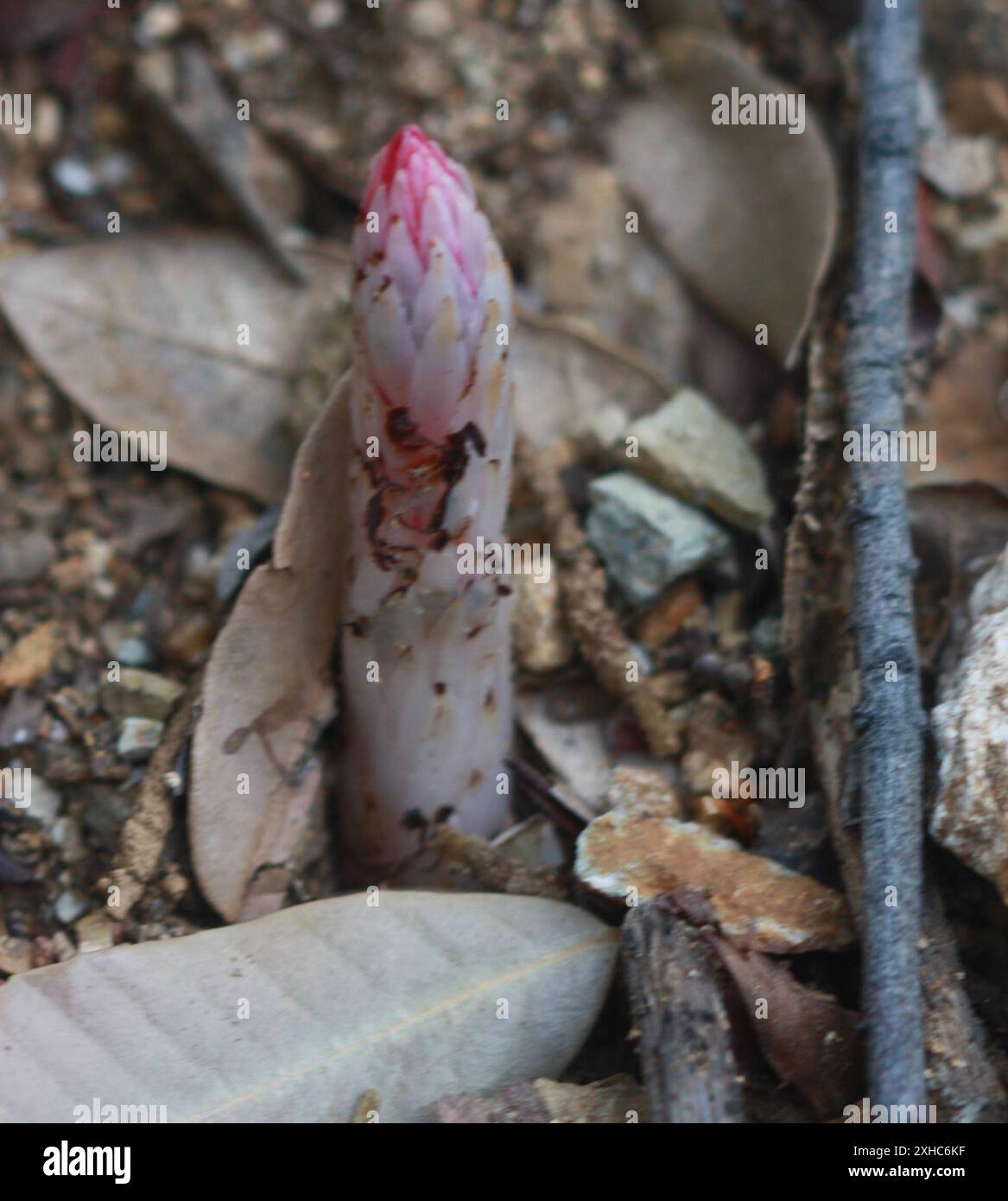 sugarstick (Allotropa virgata) California, United States Stock Photo ...