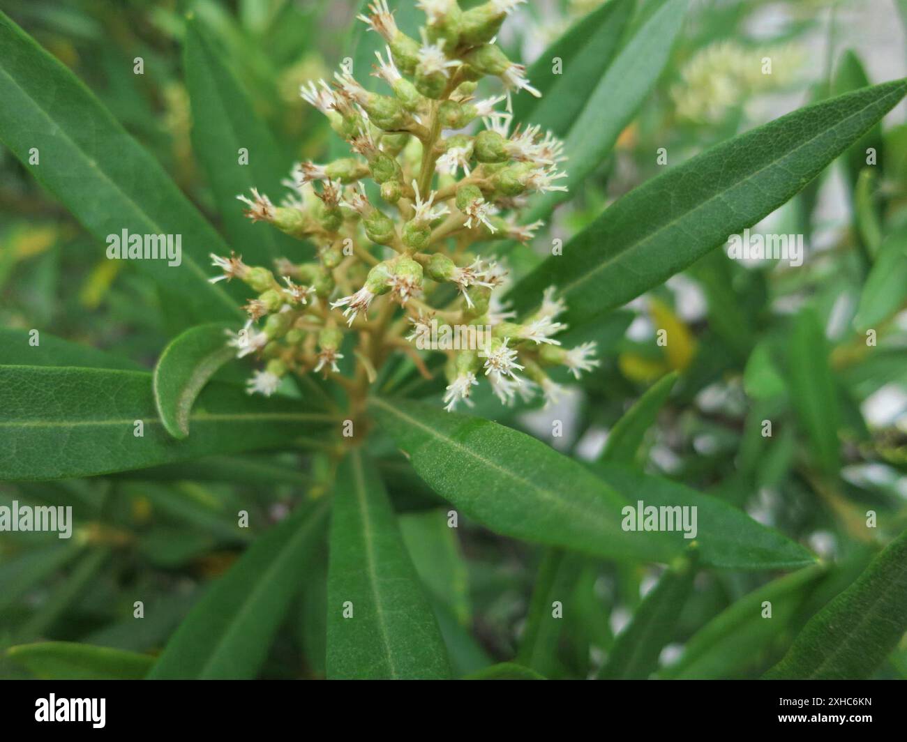 Water White-Alder (Brachylaena neriifolia) Strawberry Hill Fern Trail ...