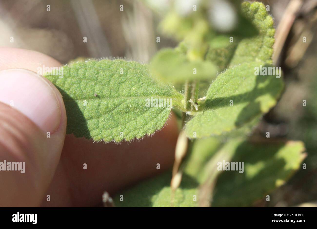 short-spiked hedge nettle (Stachys pycnantha) Tiburon Stock Photo - Alamy