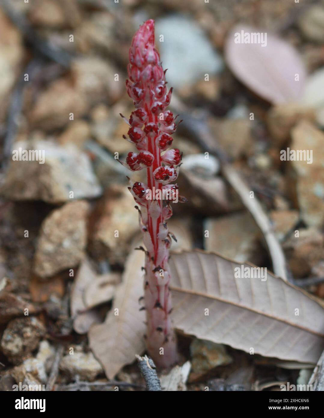 sugarstick (Allotropa virgata) California, United States Stock Photo ...