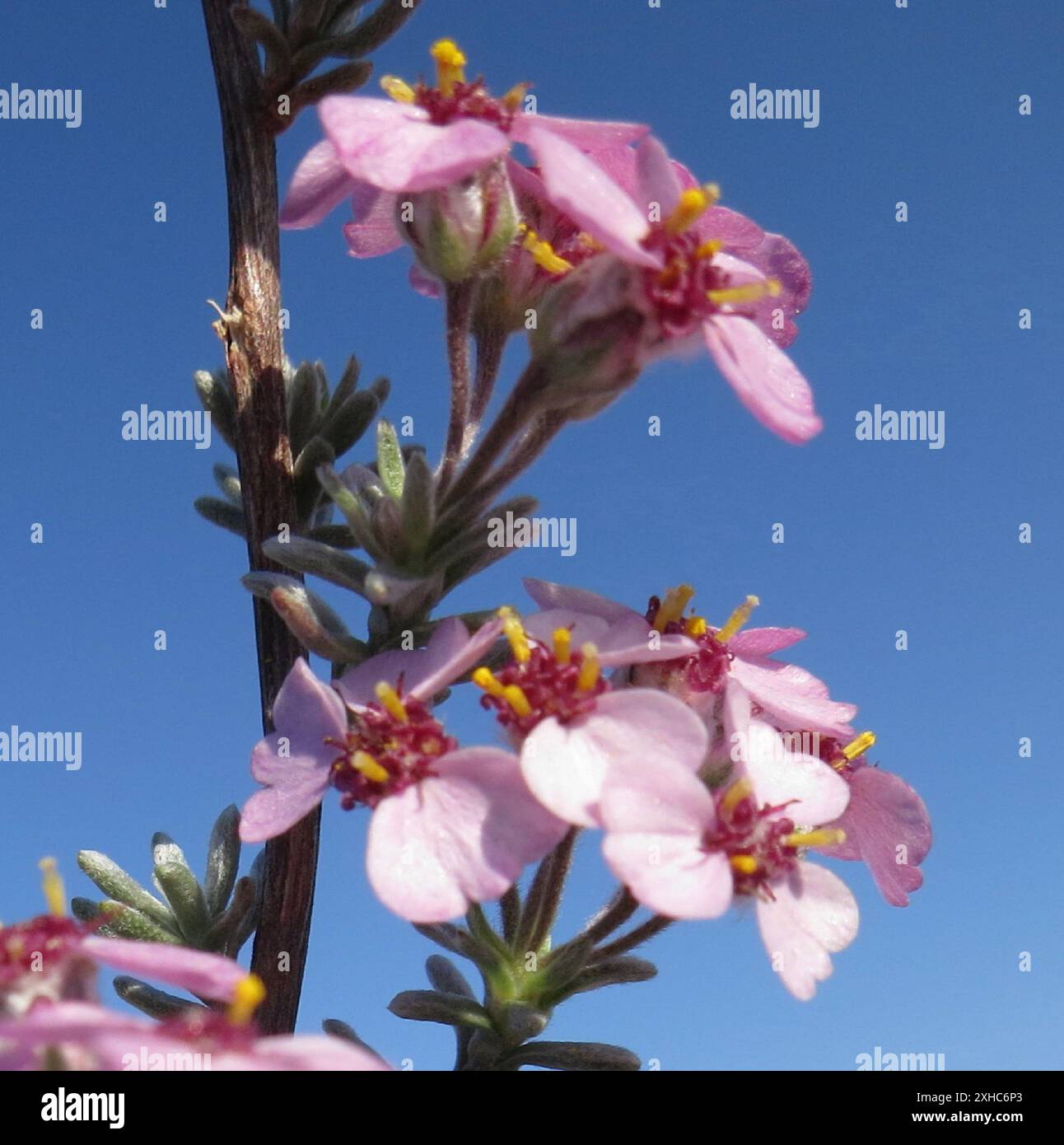 African Wild Rosemary (Eriocephalus africanus africanus) Jeep Track in ...