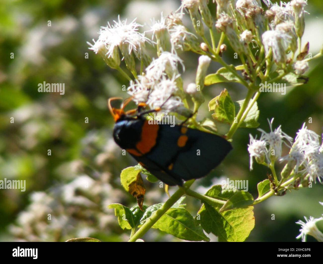 African Peach Moth (Egybolis vaillantina) Kingfisher St, St Lucia: St ...