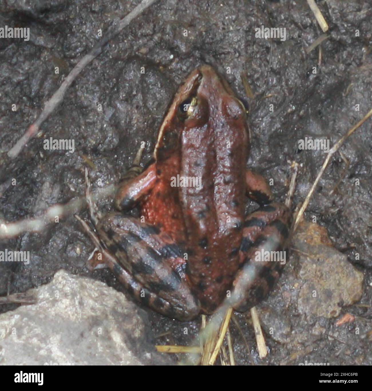 California Red-legged Frog (Rana draytonii) California, US Stock Photo ...