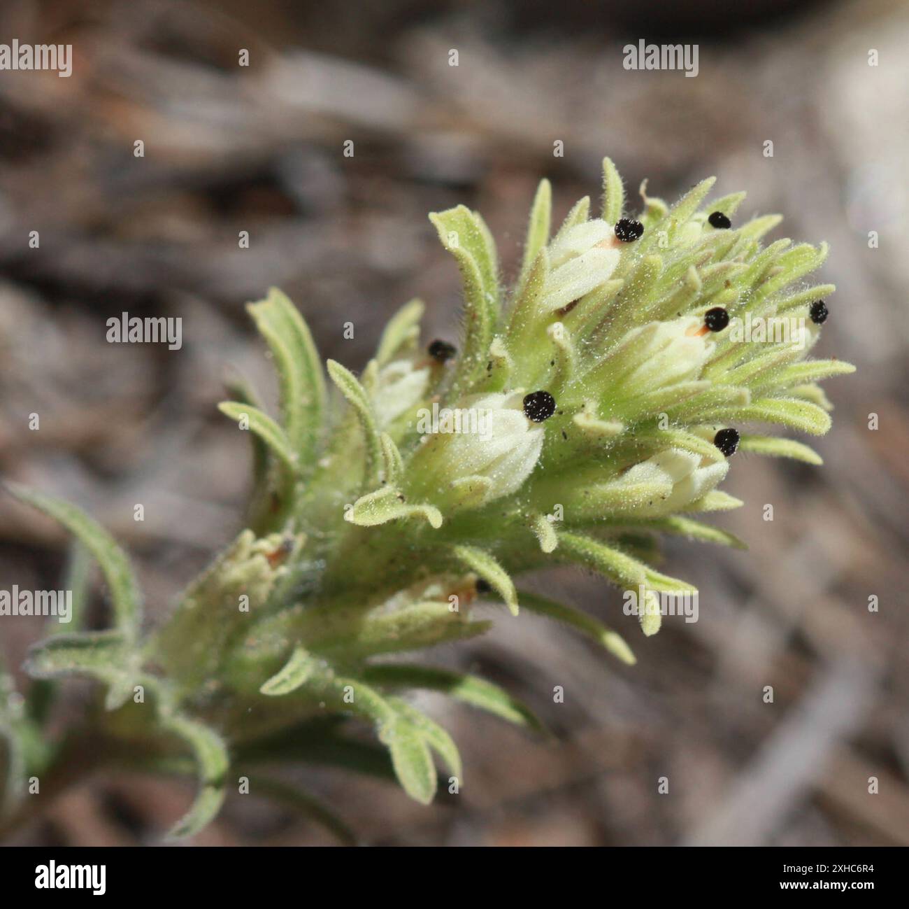dwarf alpine Indian paintbrush (Castilleja nana) desolation wilderness ...