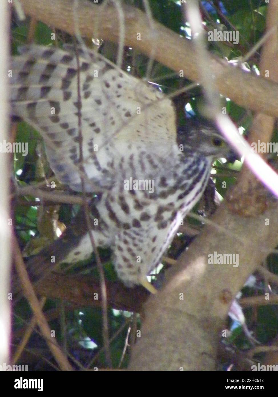 Southern African Goshawk (Accipiter tachiro tachiro) Jakkalsbessie ...