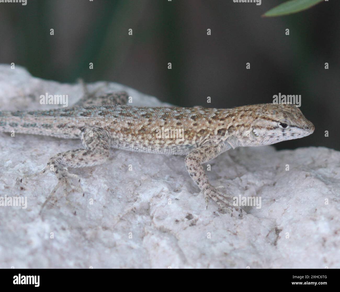 Western Side-blotched Lizard (Uta stansburiana elegans) Wetlands Park ...