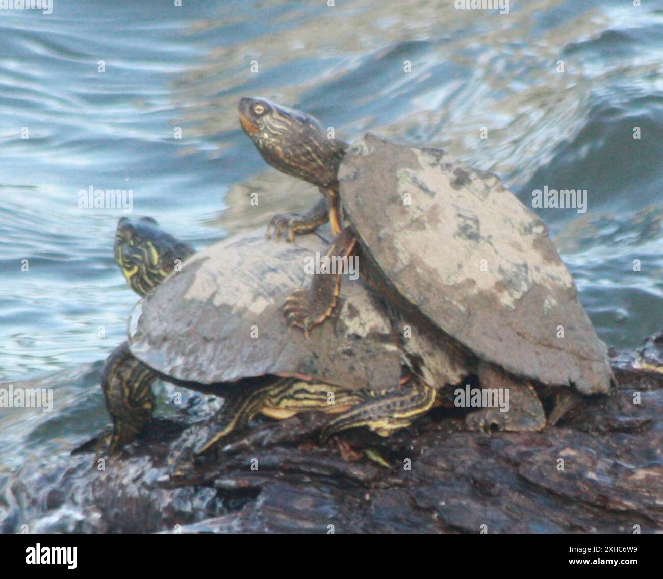 Texas Map Turtle (Graptemys versa) Austin Boardwalk Stock Photo - Alamy