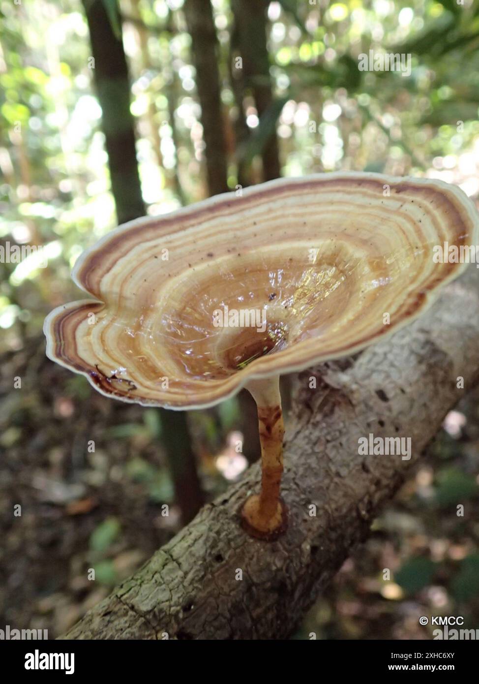 Microporus xanthopus hi-res stock photography and images - Alamy