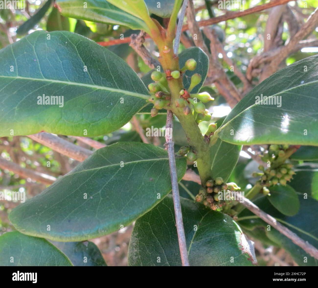 Southern White Milkwood (Sideroxylon inerme inerme) Coney Glen Stock ...