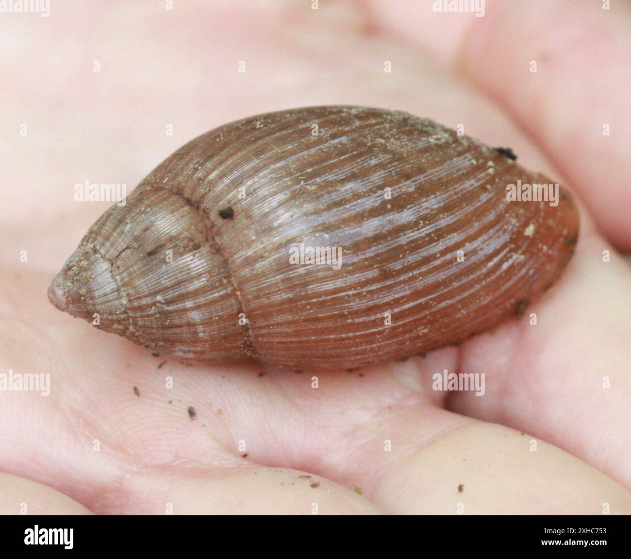 Rosy Wolfsnail (Euglandina rosea) Estelle, Louisiana, United States ...
