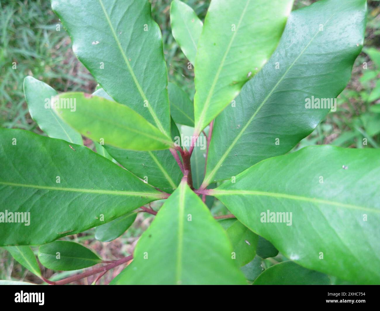 Cape beech (Rapanea melanophloeos) Strawberry Hill Fern Trail at Dis ...