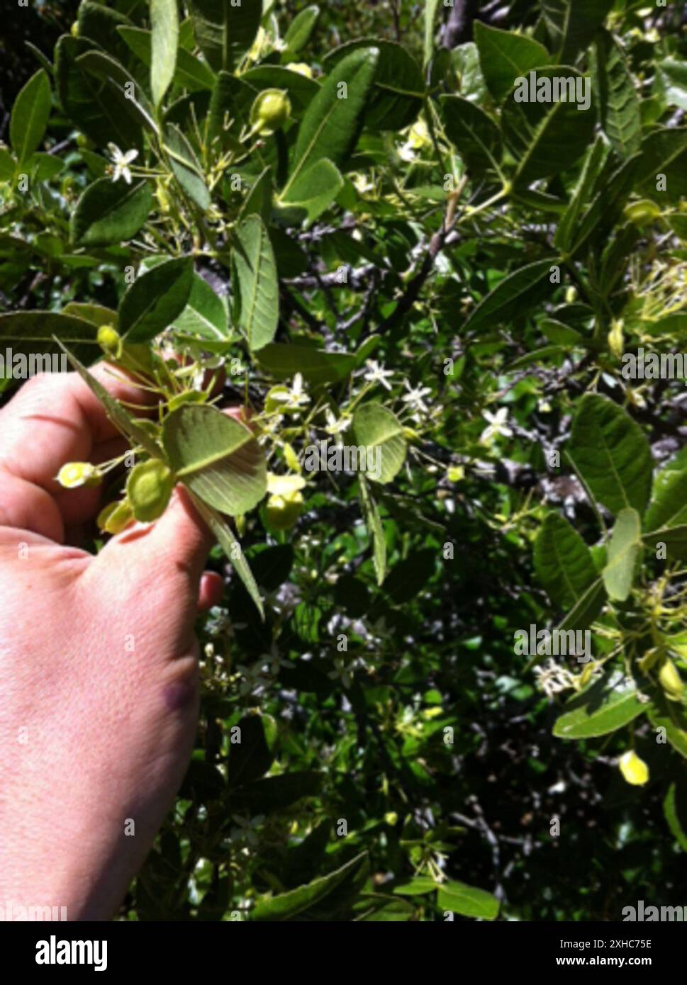 Western Hoptree (Ptelea crenulata) Mount Diablo State Park, Clayton, CA ...