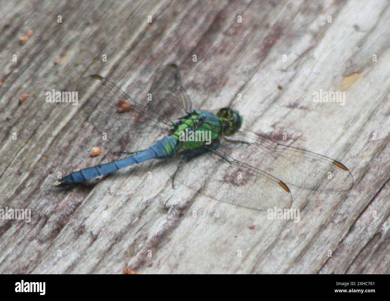 Eastern Pondhawk (Erythemis simplicicollis) Crown Point, Louisiana ...