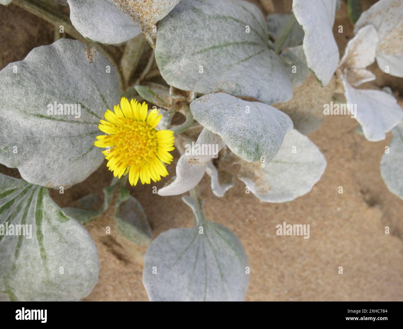 Cape Beach Daisy (Arctotheca populifolia) Robberg Island Beach: At the ...