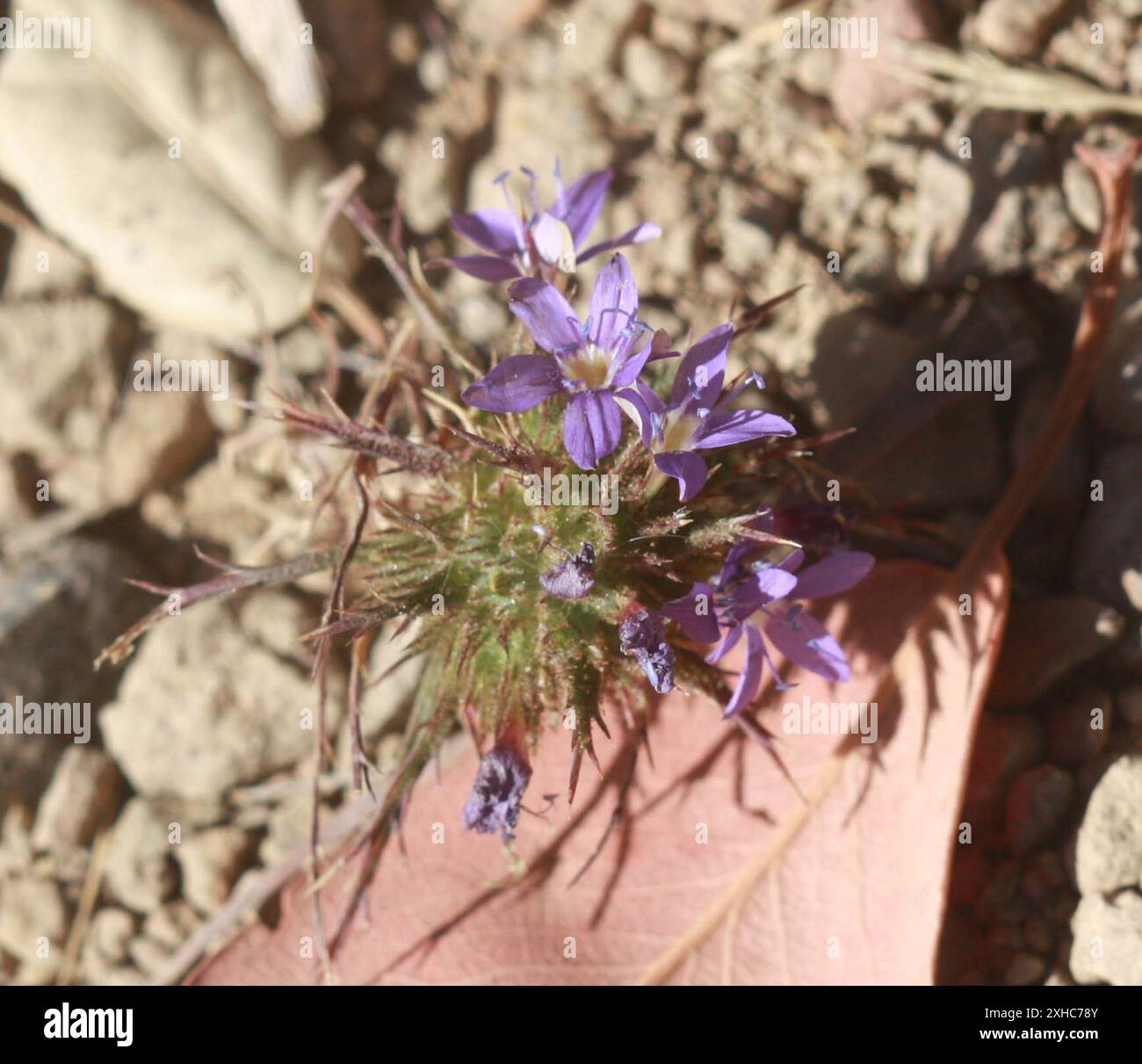 sticky pincushionplant (Navarretia viscidula) Lake lagunitas Stock ...