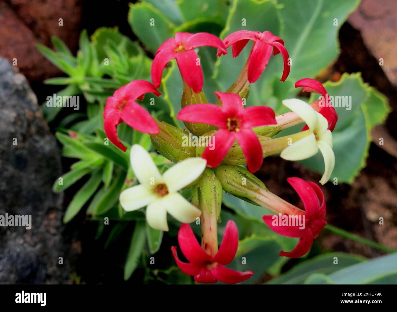 Fragrant Crassula (Crassula fascicularis) Klein Drakenstein Mts above ...