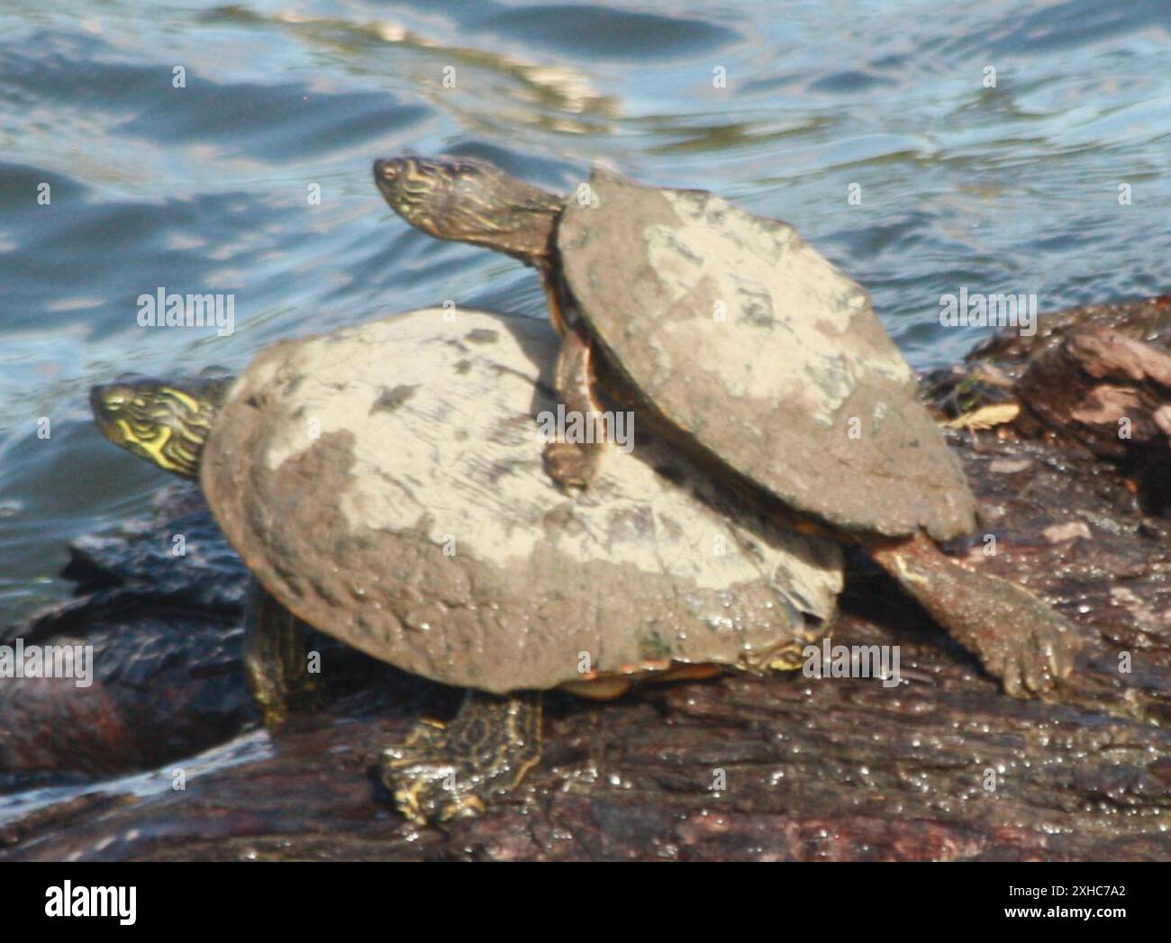 Texas Map Turtle (Graptemys versa) Austin Boardwalk Stock Photo - Alamy