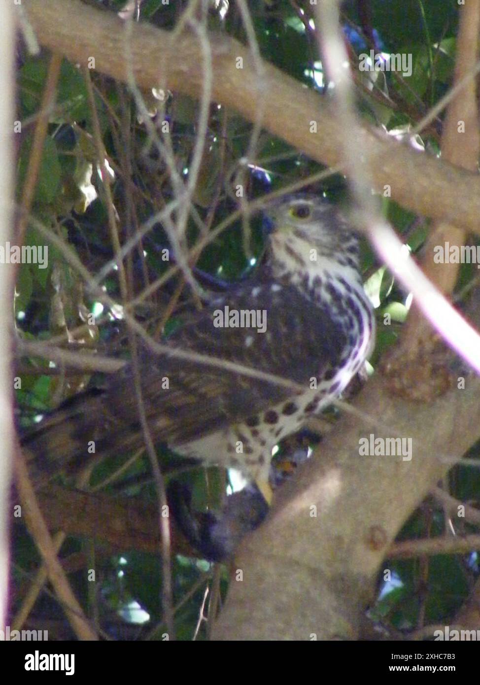 Southern African Goshawk (Accipiter tachiro tachiro) Jakkalsbessie ...
