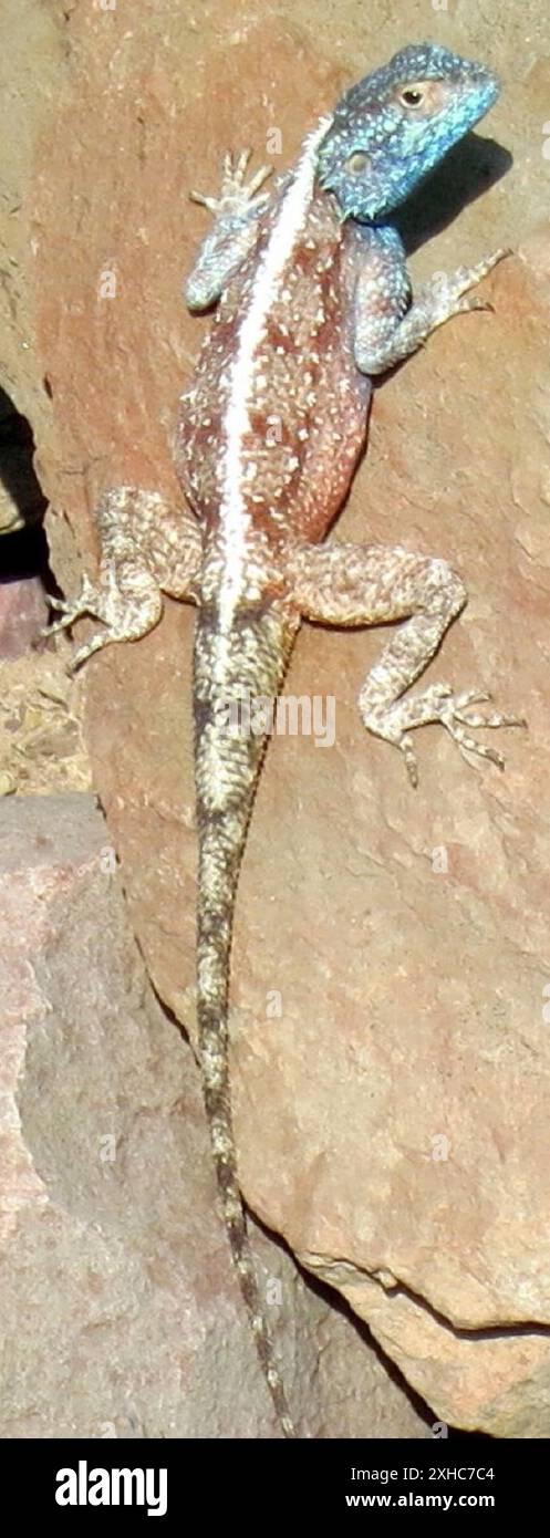 Southern Rock Agama (Agama atra) Min Water in the Klein Karoo Stock ...