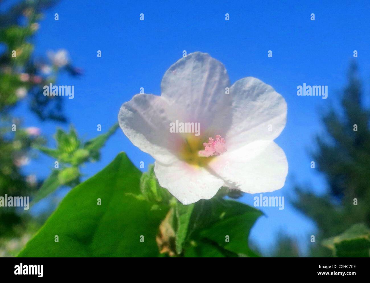 Pink Swampmallow (Pavonia columella) Eden, ZA-WC, ZA Stock Photo - Alamy